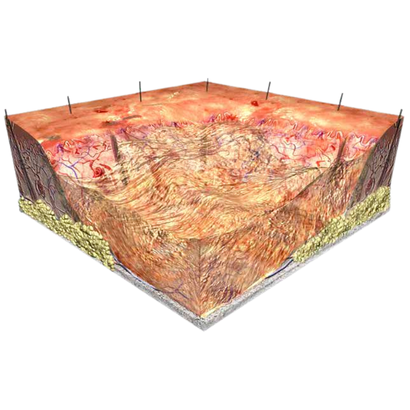 Matriz de regeneración dérmica bicapa Integralife® - Instrumentación Médica